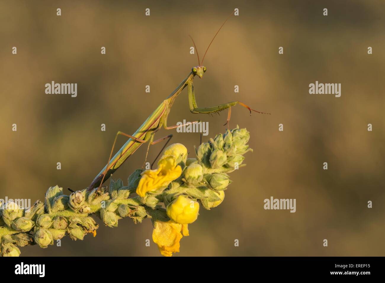Sun mantis hi-res stock photography and images - Alamy
