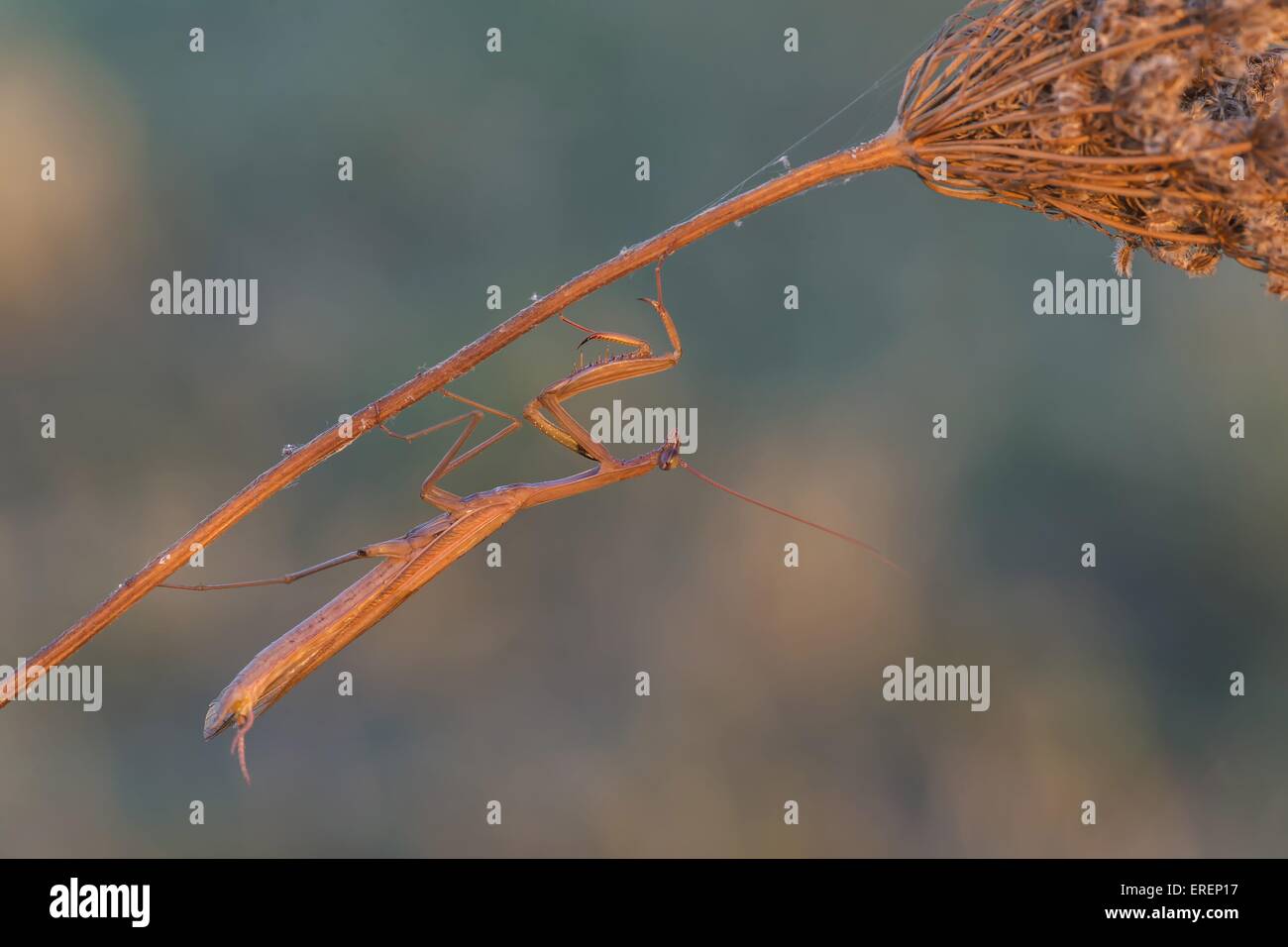 Sun mantis hi-res stock photography and images - Alamy