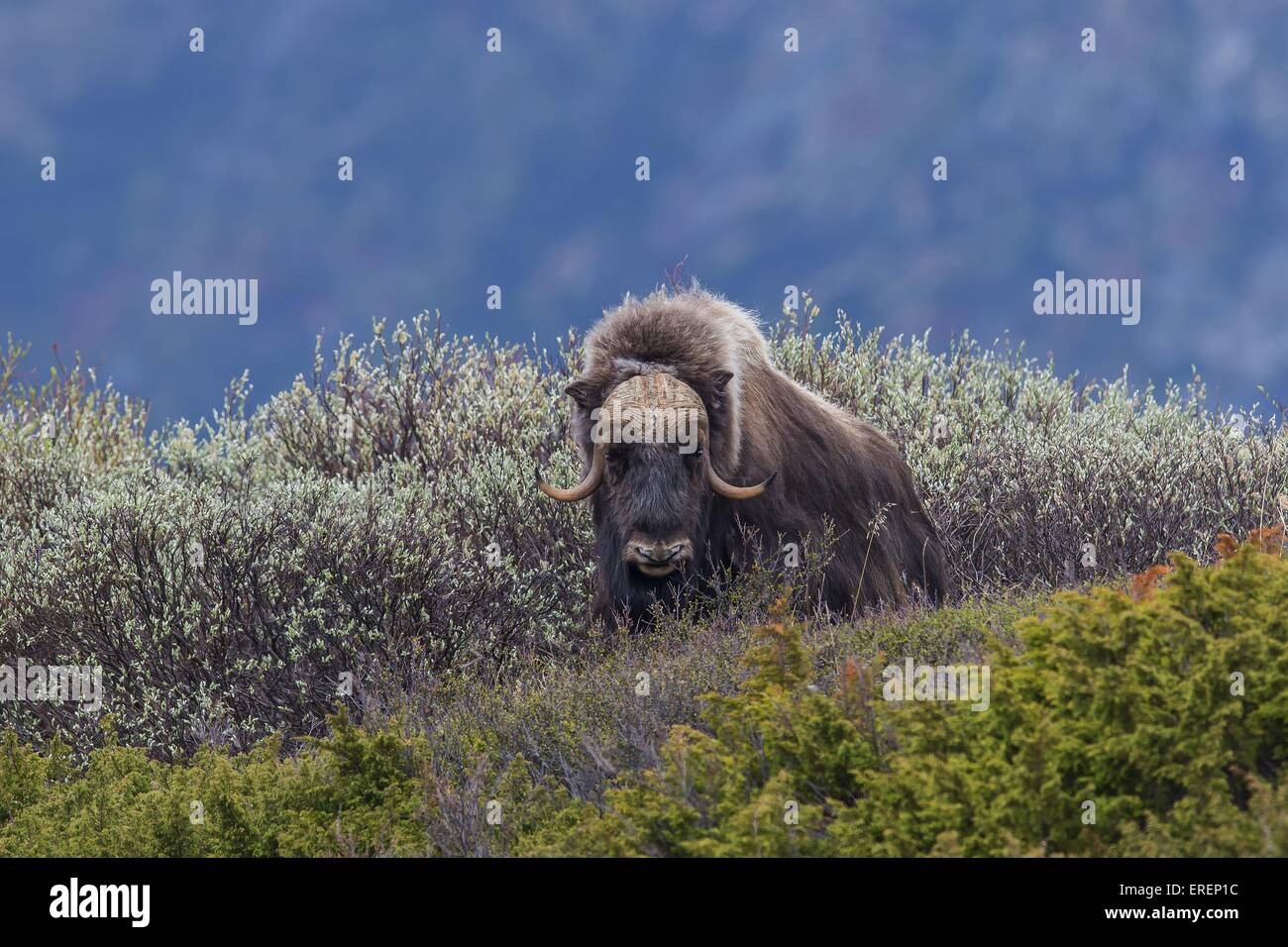 Musk bush hi-res stock photography and images - Alamy
