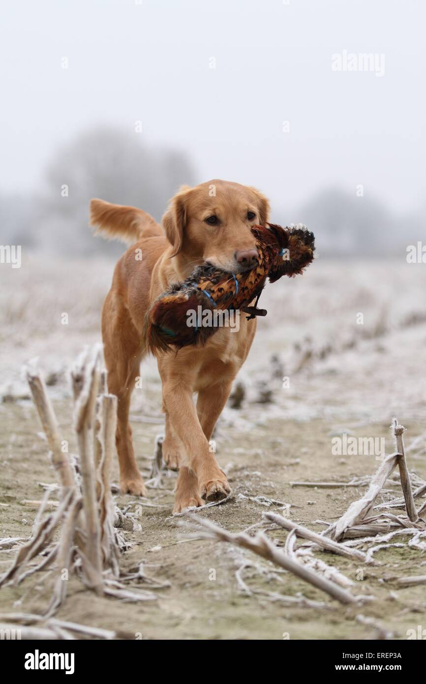retrieving Golden Retriever Stock Photo - Alamy