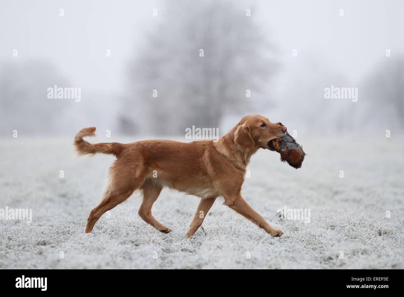 retrieving Golden Retriever Stock Photo - Alamy