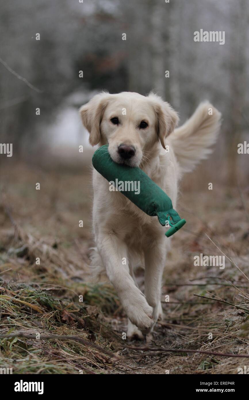 retrieving Golden Retriever Stock Photo - Alamy