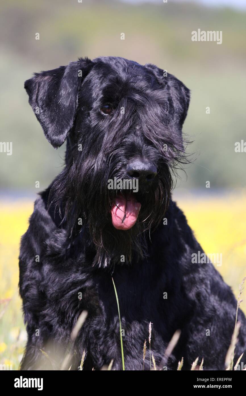 Giant Schnauzer portrait Stock Photo - Alamy