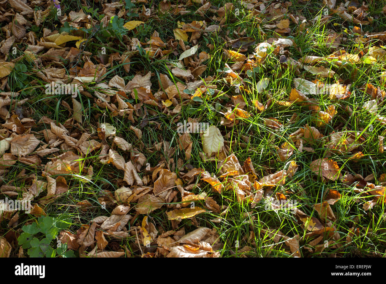 Autumn leaves on a garden lawn, as a beautiful background Stock Photo ...