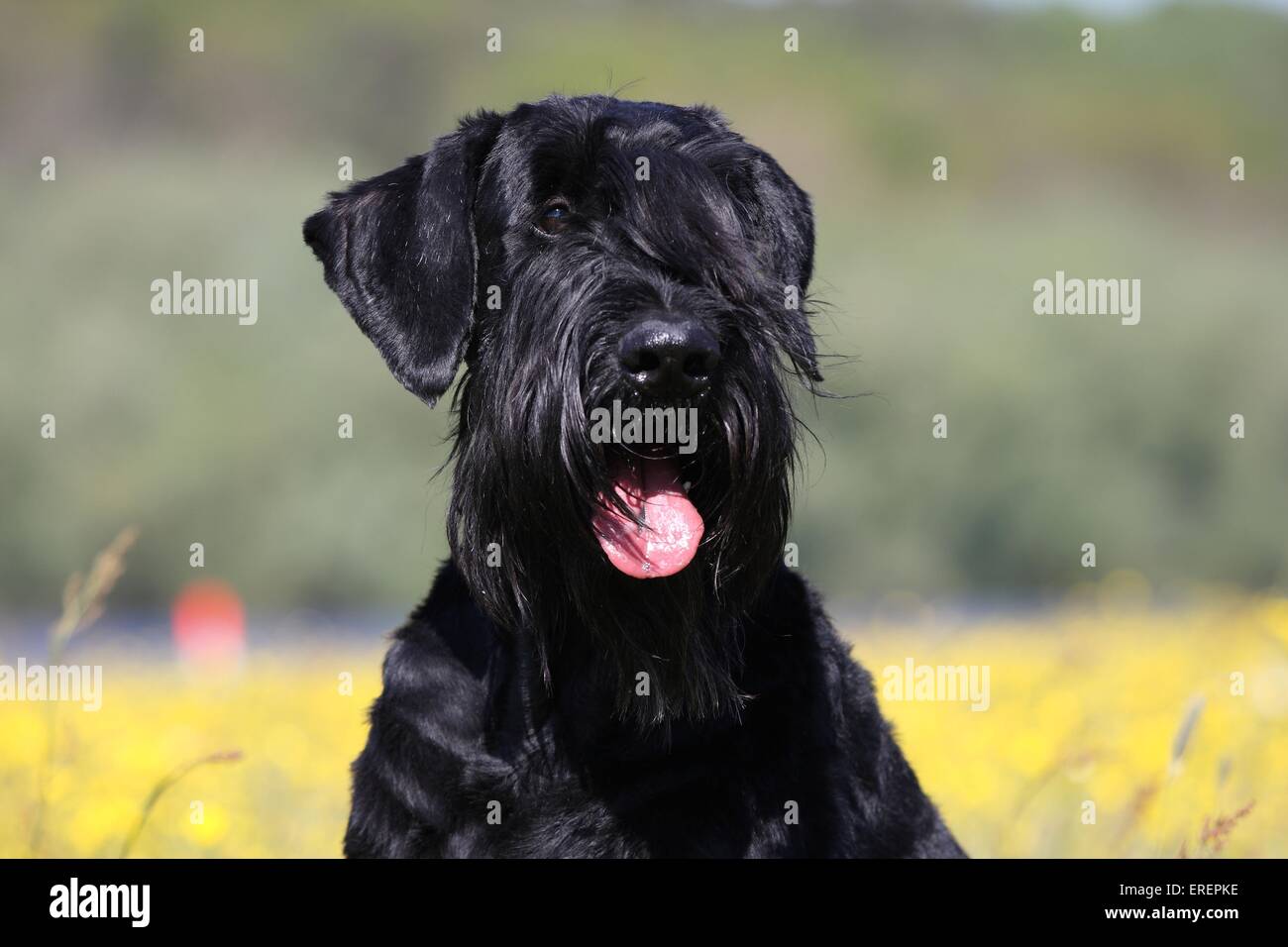 Giant Schnauzer portrait Stock Photo - Alamy
