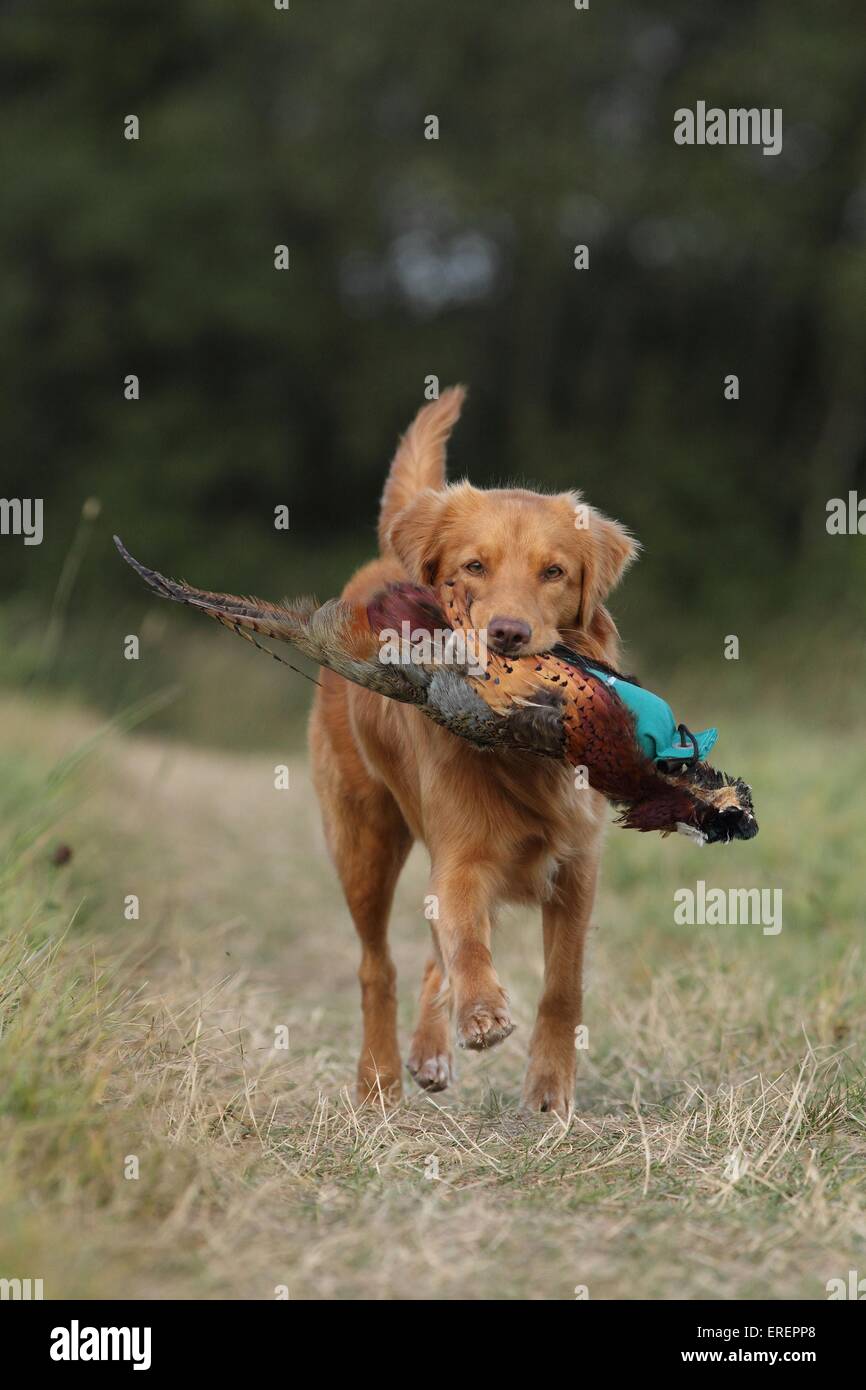 Retrieving a duck hi-res stock photography and images - Alamy