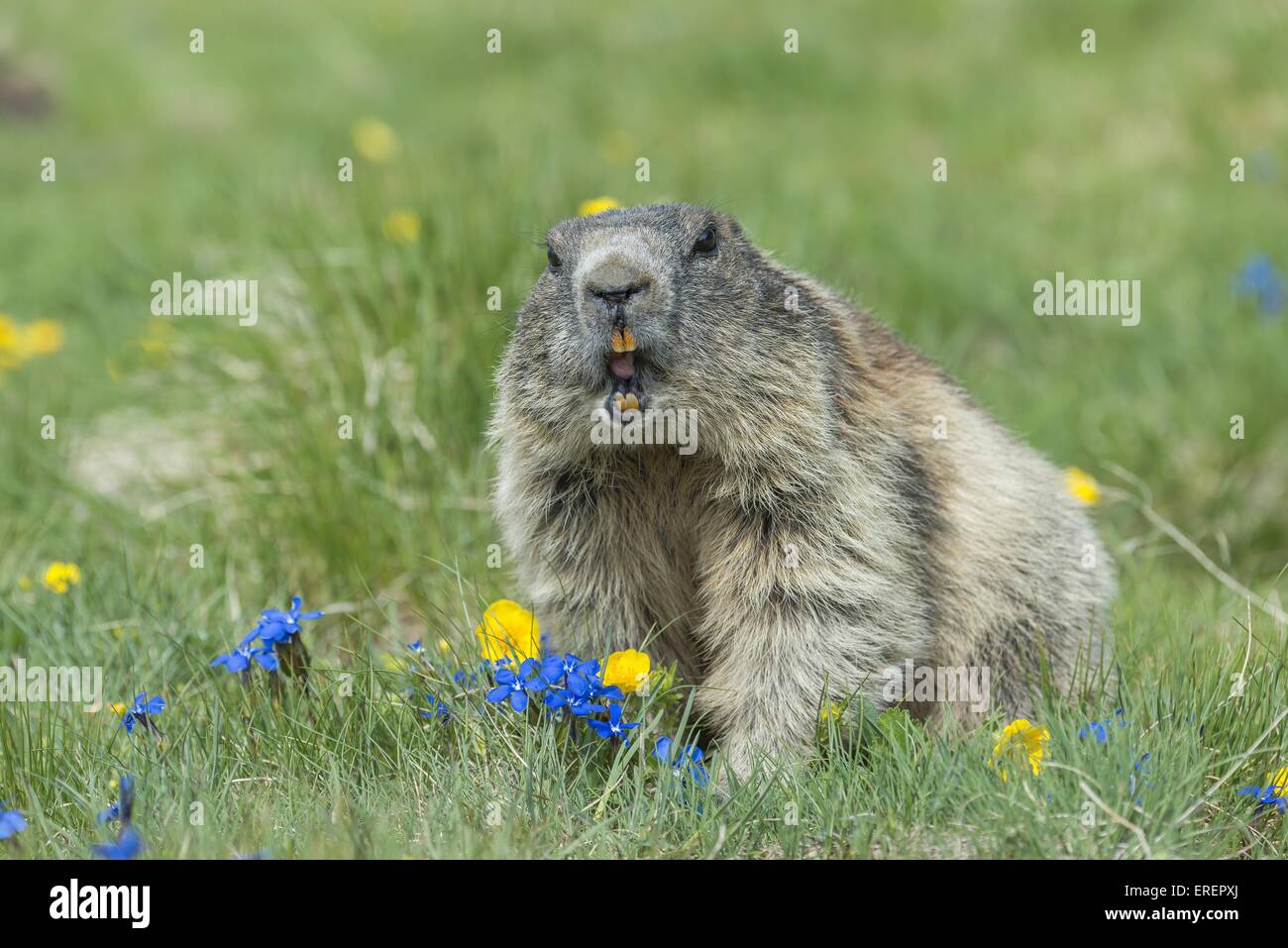 Marmot eye hi-res stock photography and images - Alamy
