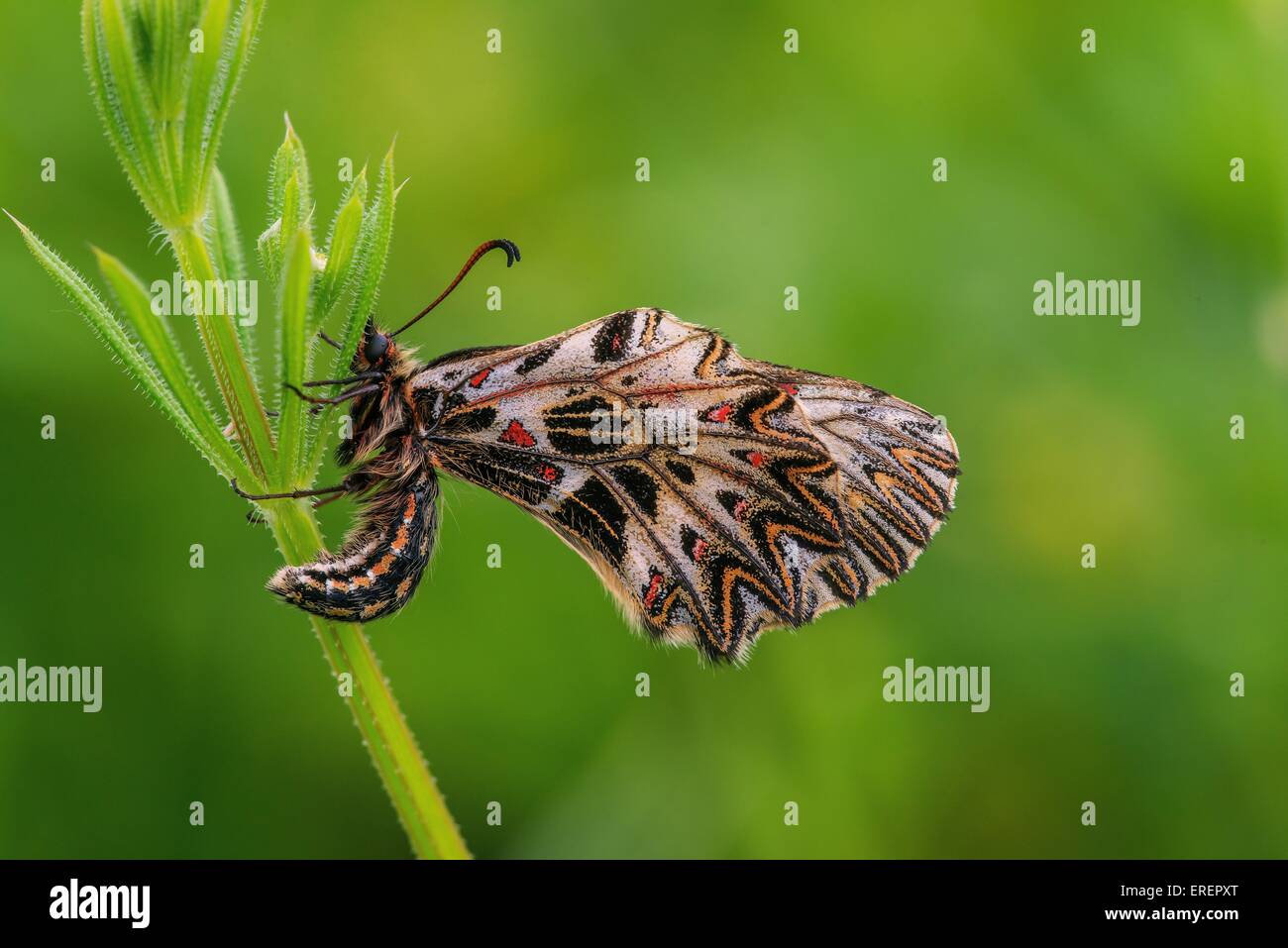 Festoon butterfly hi-res stock photography and images - Alamy