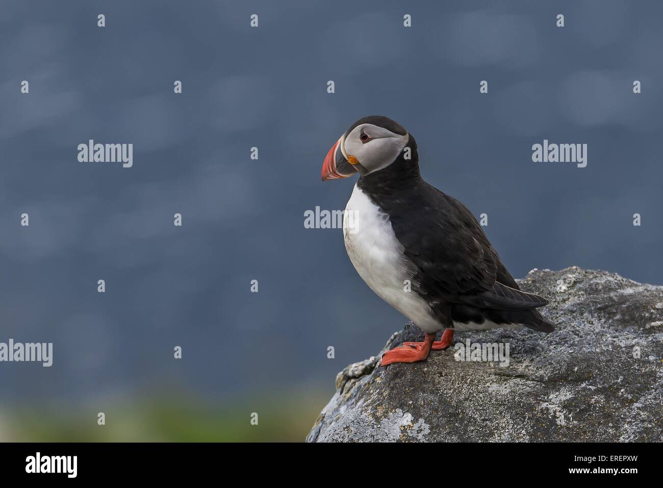 Puffin side profile hi-res stock photography and images - Alamy