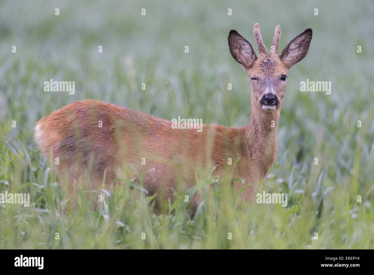 Winks meadow hi-res stock photography and images - Alamy