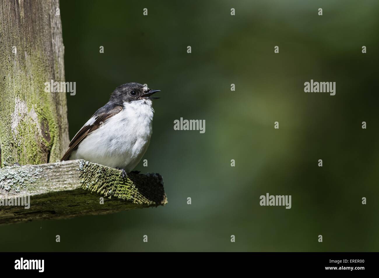 European pied flycatcher Stock Photo - Alamy