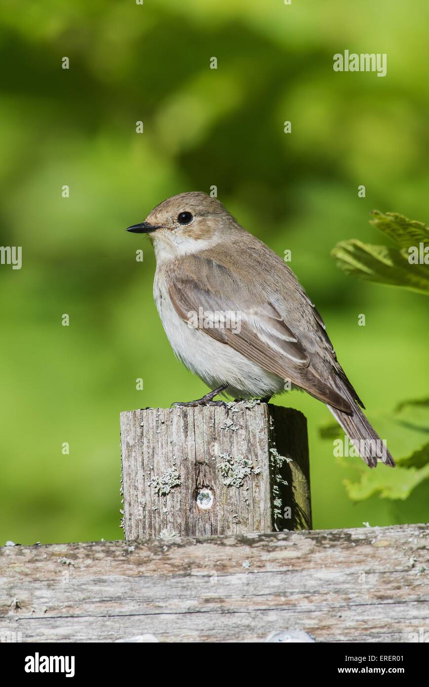 European pied flycatcher Stock Photo - Alamy