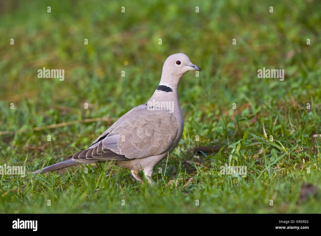 Eurasian collared dove Stock Photo - Alamy