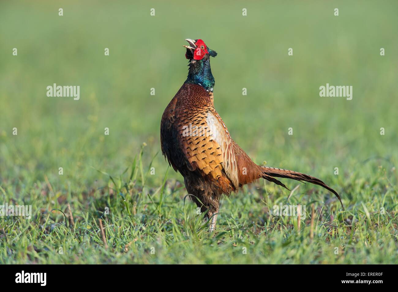 Calling pheasant male hi-res stock photography and images - Alamy