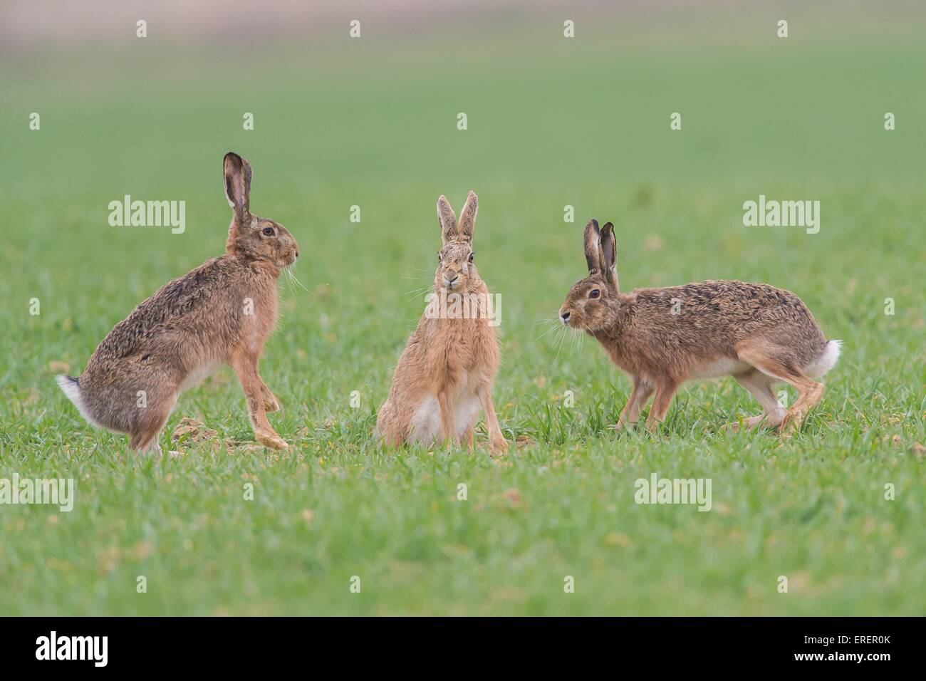 Sitting hares hi-res stock photography and images - Alamy