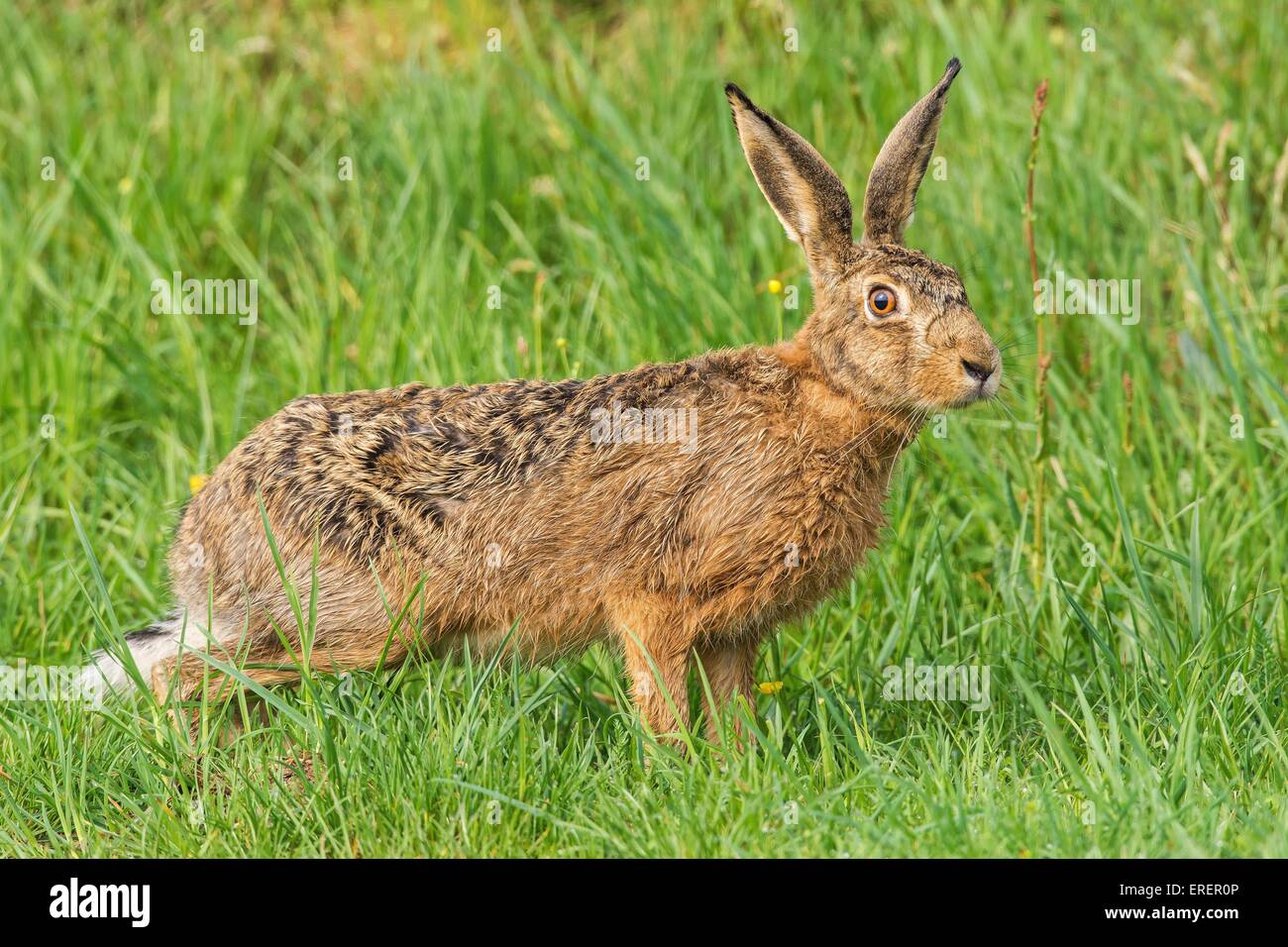 Hare greenfield hi-res stock photography and images - Alamy