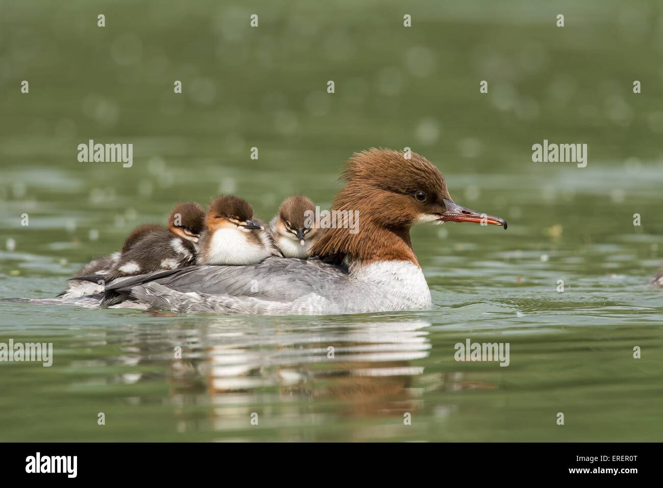 Juvenile mergus merganser goosander common hi-res stock photography and ...