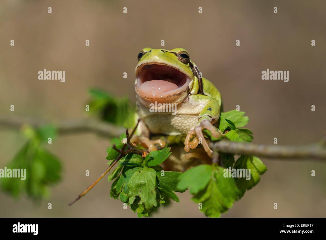 Frog mouth open hi-res stock photography and images - Alamy
