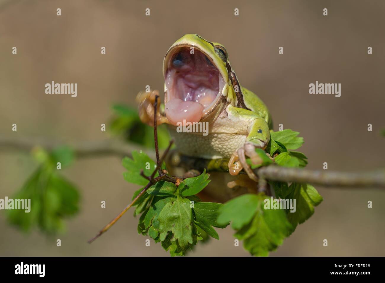 Frog tongue hi-res stock photography and images - Alamy