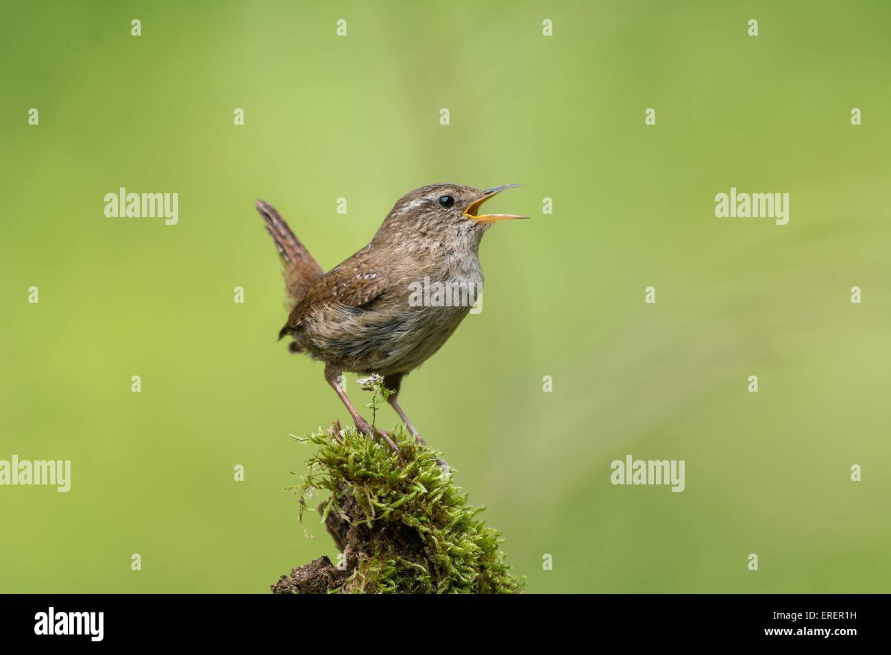 Side view wren hi-res stock photography and images - Alamy