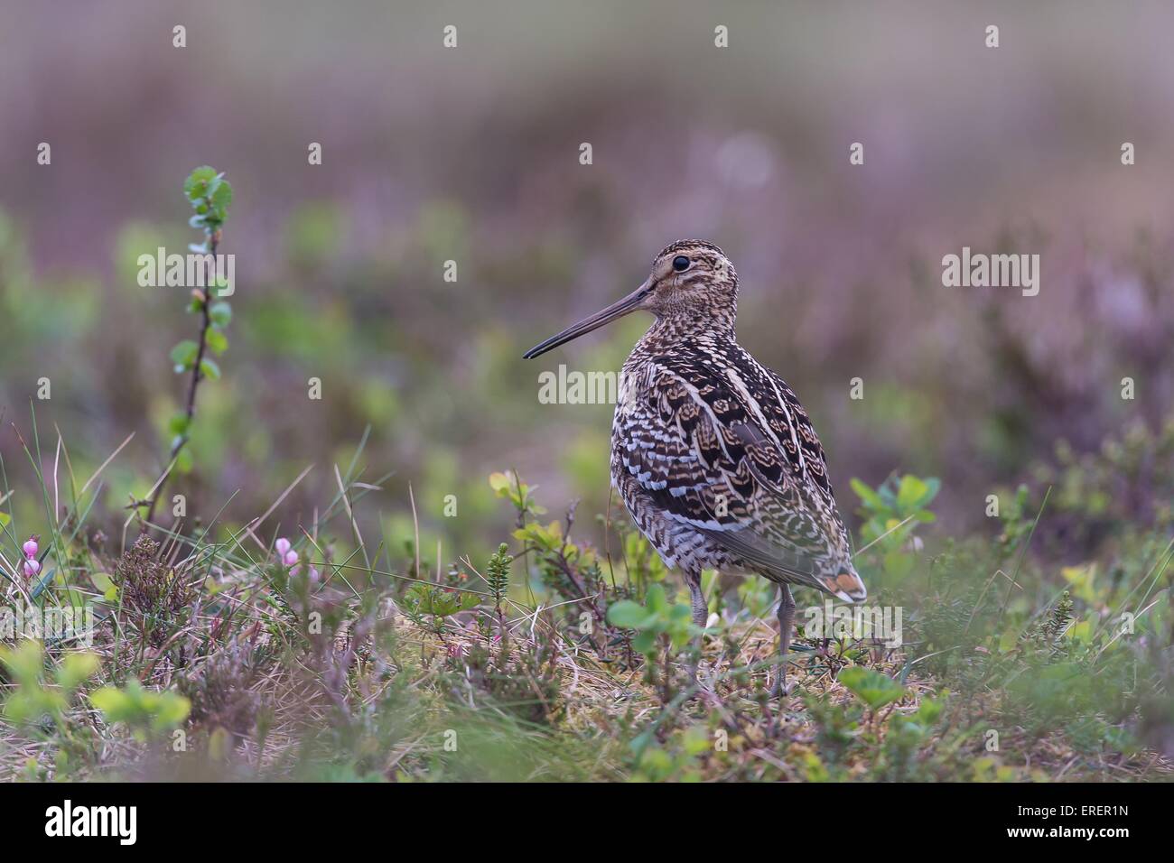 Great Snipe High Resolution Stock Photography and Images - Alamy