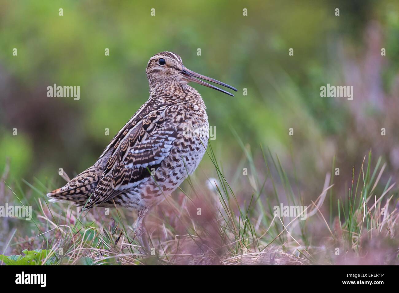 Great Snipe High Resolution Stock Photography and Images - Alamy