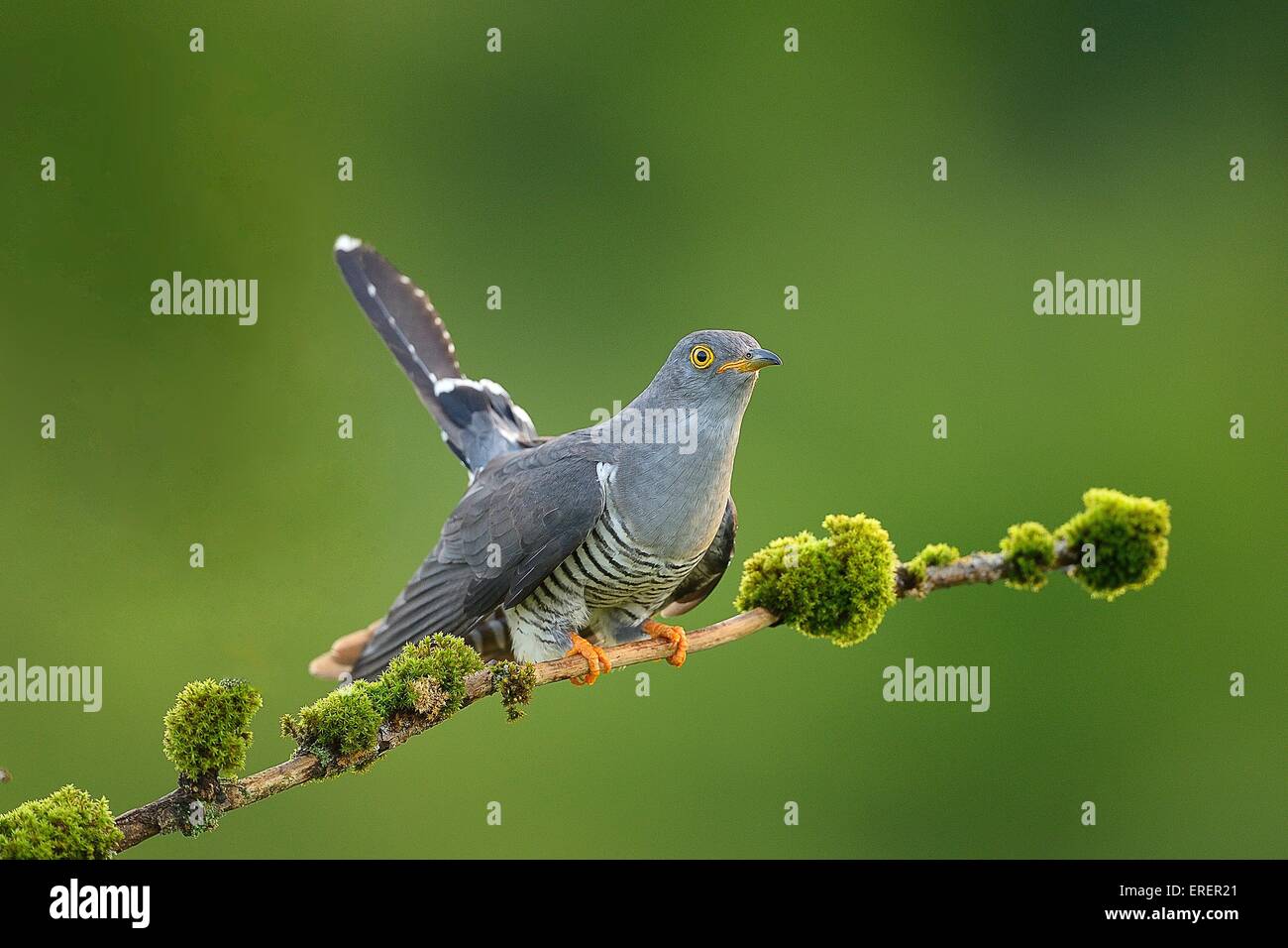Eurasian Cuckoos High Resolution Stock Photography and Images - Alamy