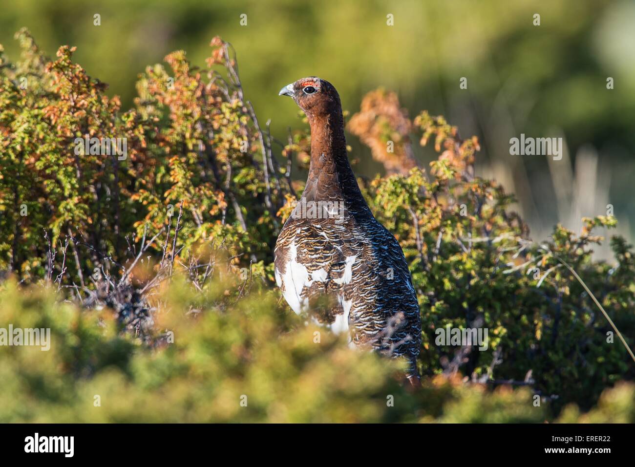 Adult red grouse hi-res stock photography and images - Alamy