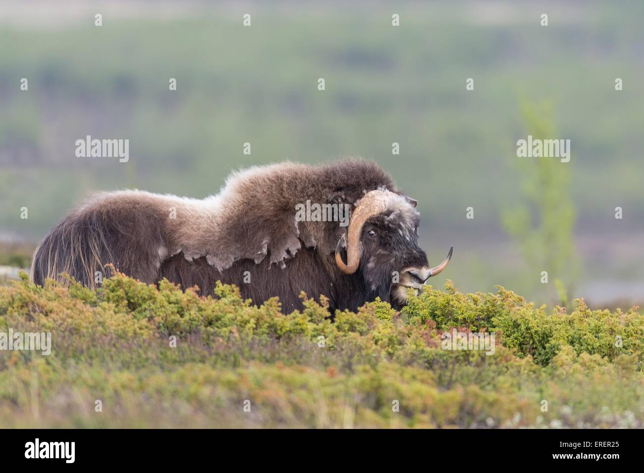 Musk ox side view hi-res stock photography and images - Alamy