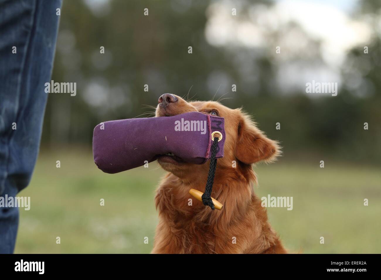 Toller portrait hi-res stock photography and images - Alamy