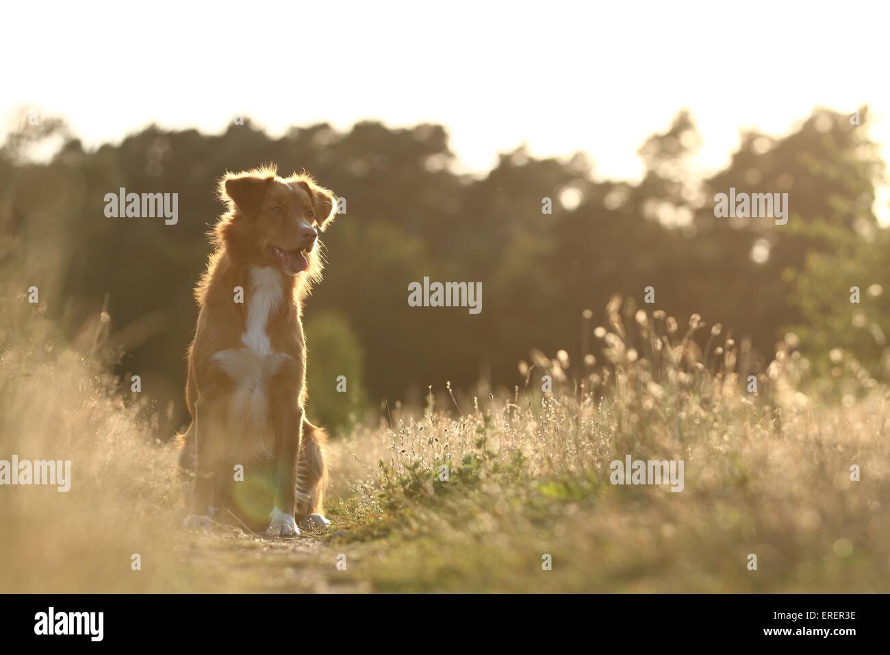 Toller lane hi-res stock photography and images - Alamy
