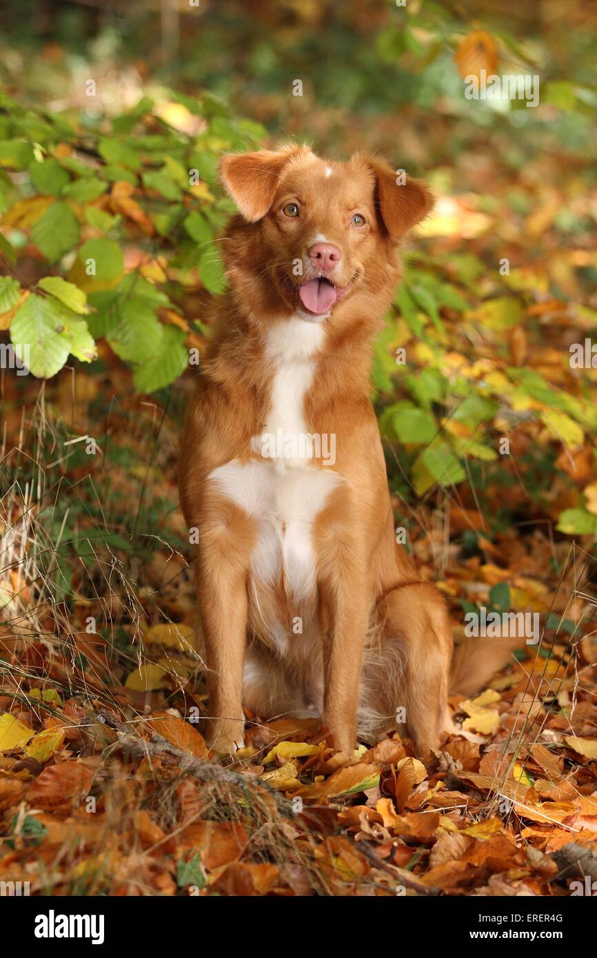 Sitting toller hi-res stock photography and images - Alamy