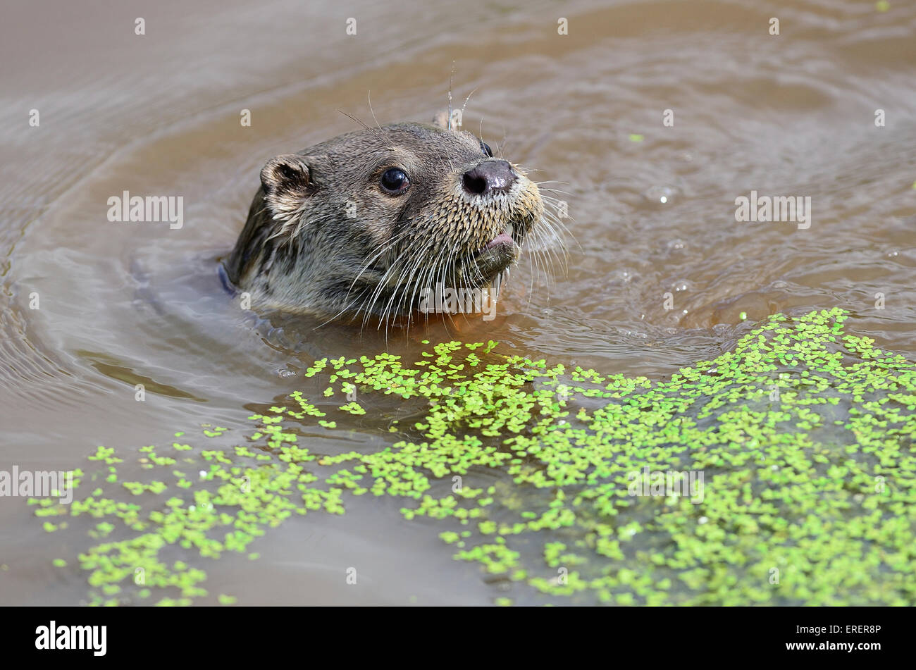 Otter in water UK Stock Photo - Alamy