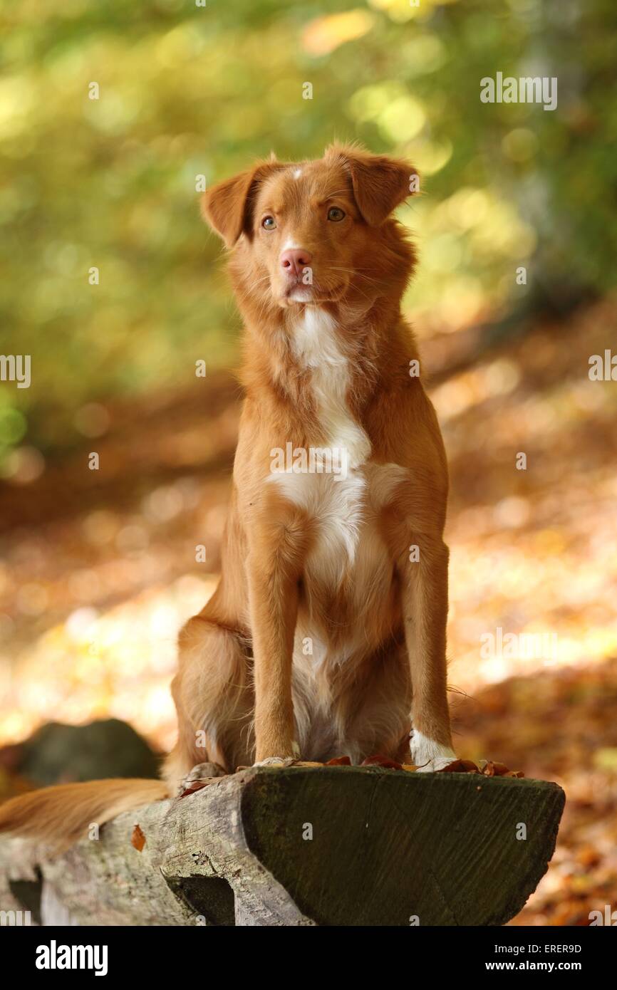 Sitting toller hi-res stock photography and images - Alamy