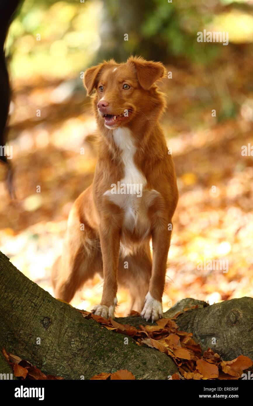 Purebred duck tolling retriever hi-res stock photography and images - Alamy