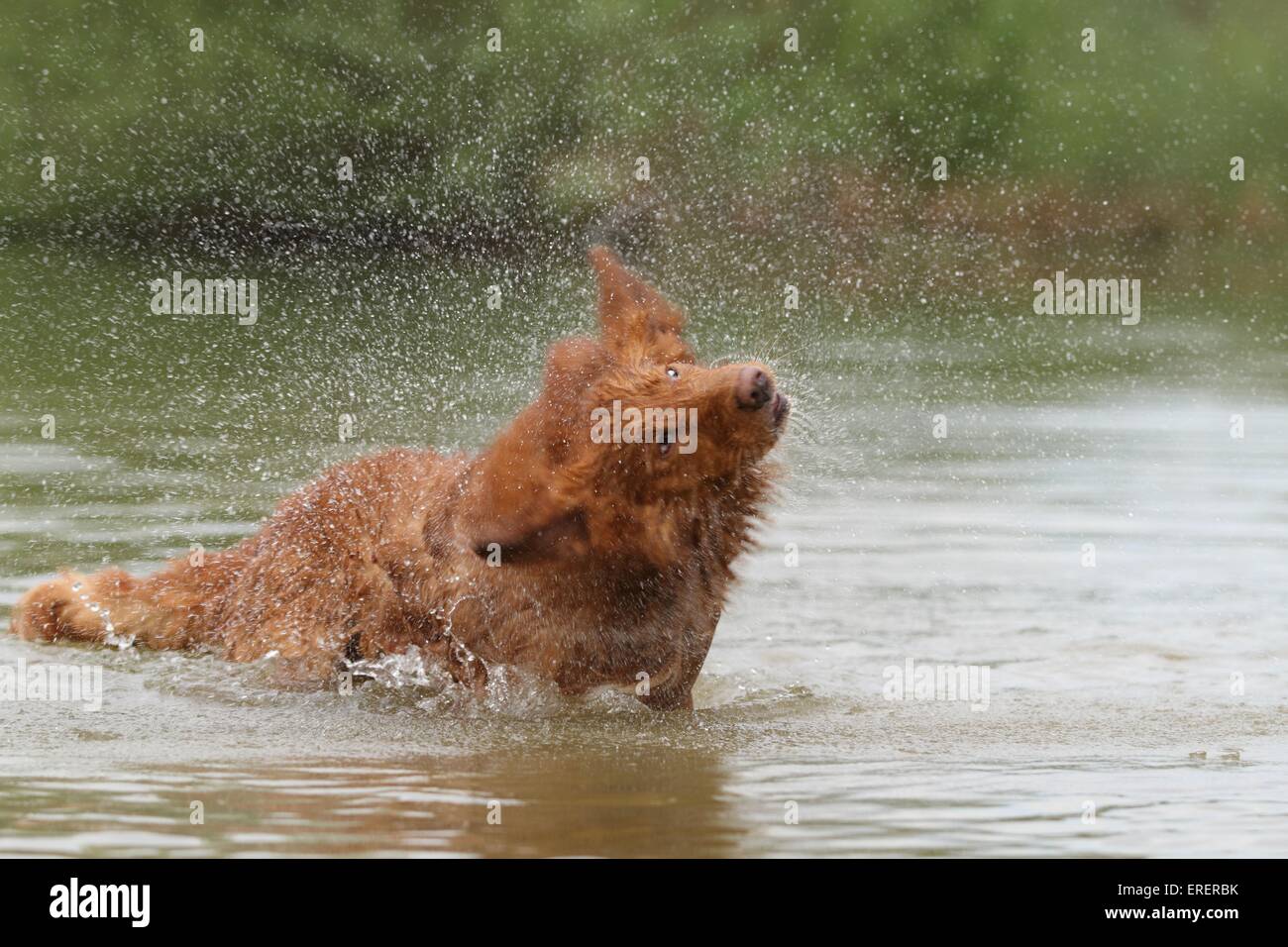 Wet toller hi-res stock photography and images - Alamy