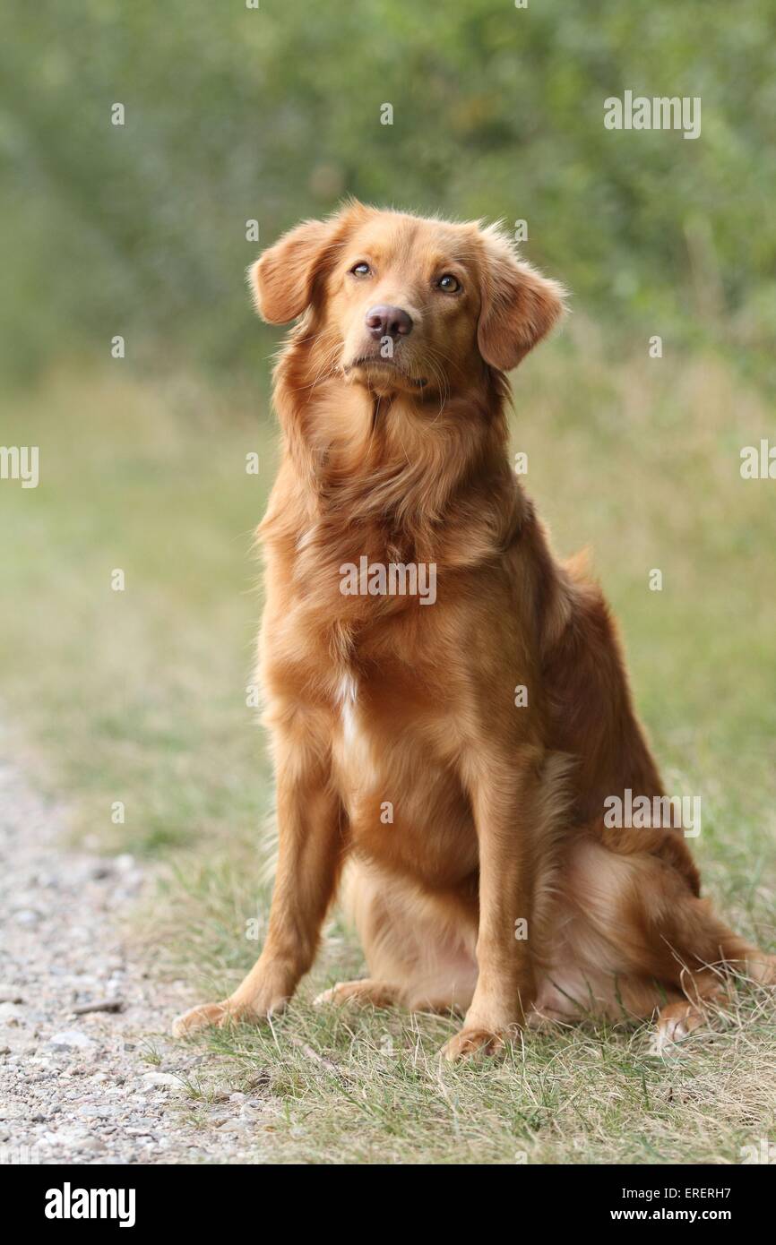 Sitting toller hi-res stock photography and images - Alamy