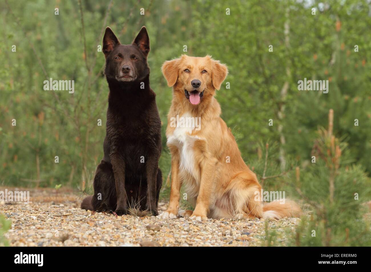 2 dark red stones hi-res stock photography and images - Alamy