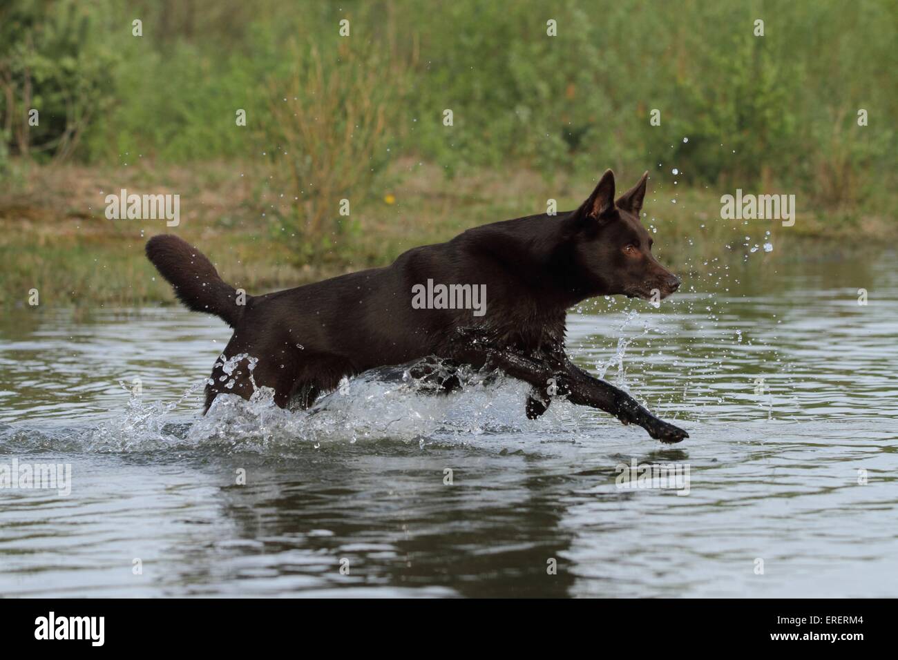 running Australian Kelpie Stock Photo - Alamy