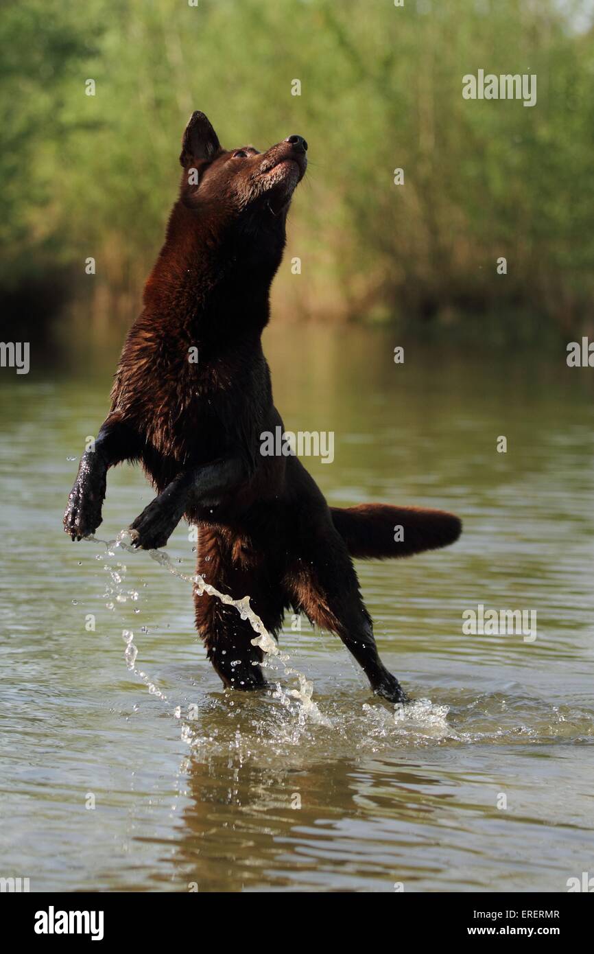 jumping Australian Kelpie Stock Photo - Alamy