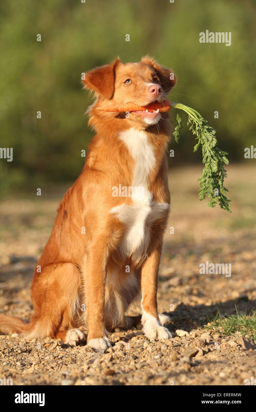 Retrieving behavior hi-res stock photography and images - Alamy