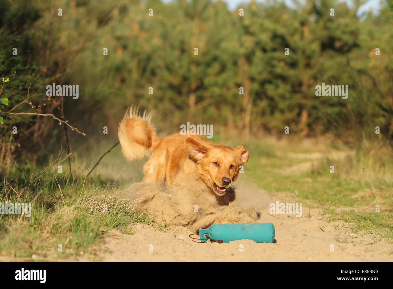 Toller lane hi-res stock photography and images - Alamy