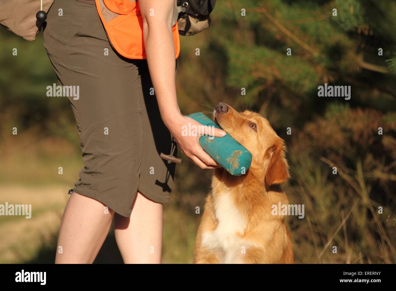 Retrieving a duck hi-res stock photography and images - Alamy
