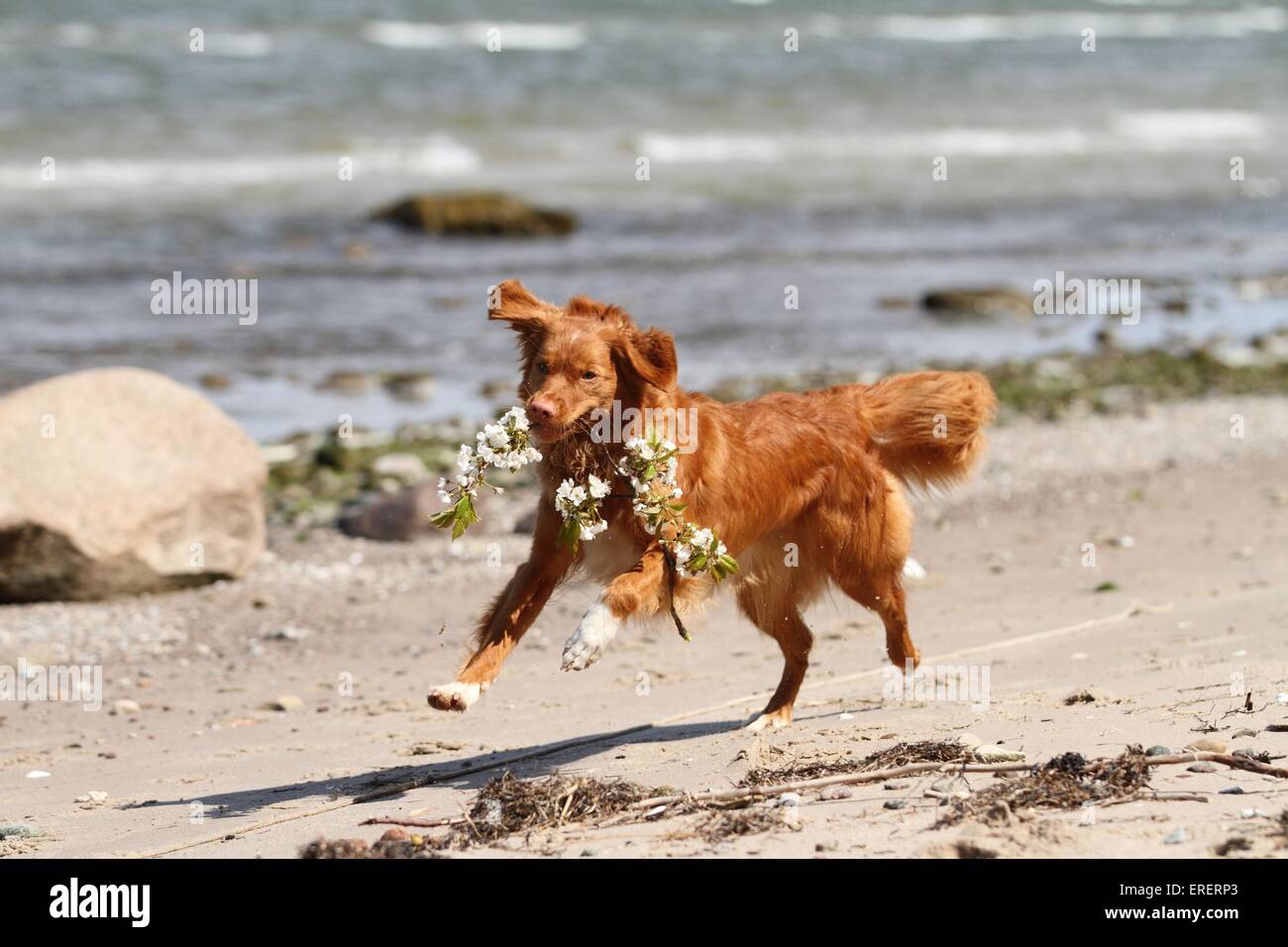 Nova scotia duck toller hi-res stock photography and images - Alamy