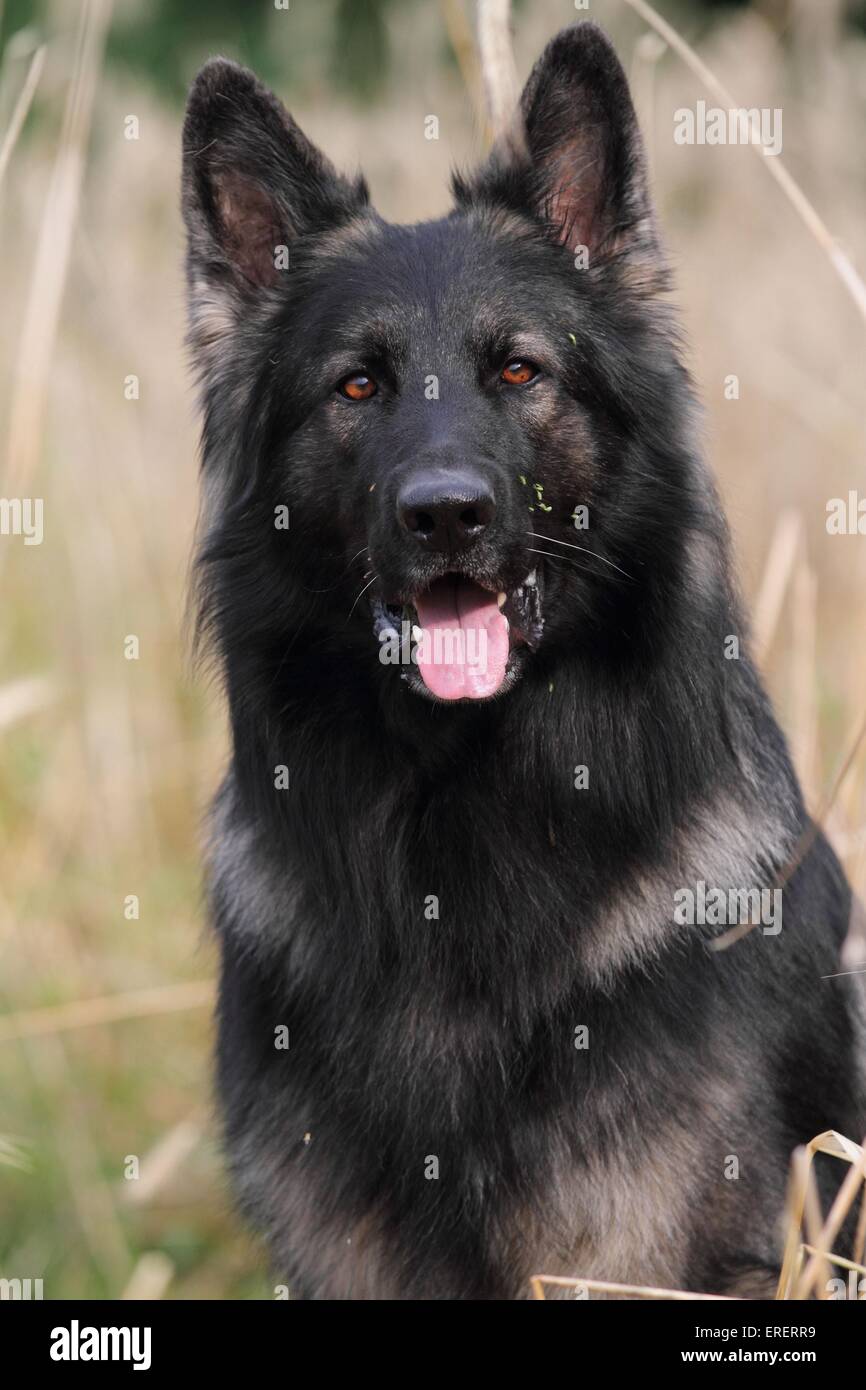 Old German Shepherd Portrait Stock Photo - Alamy