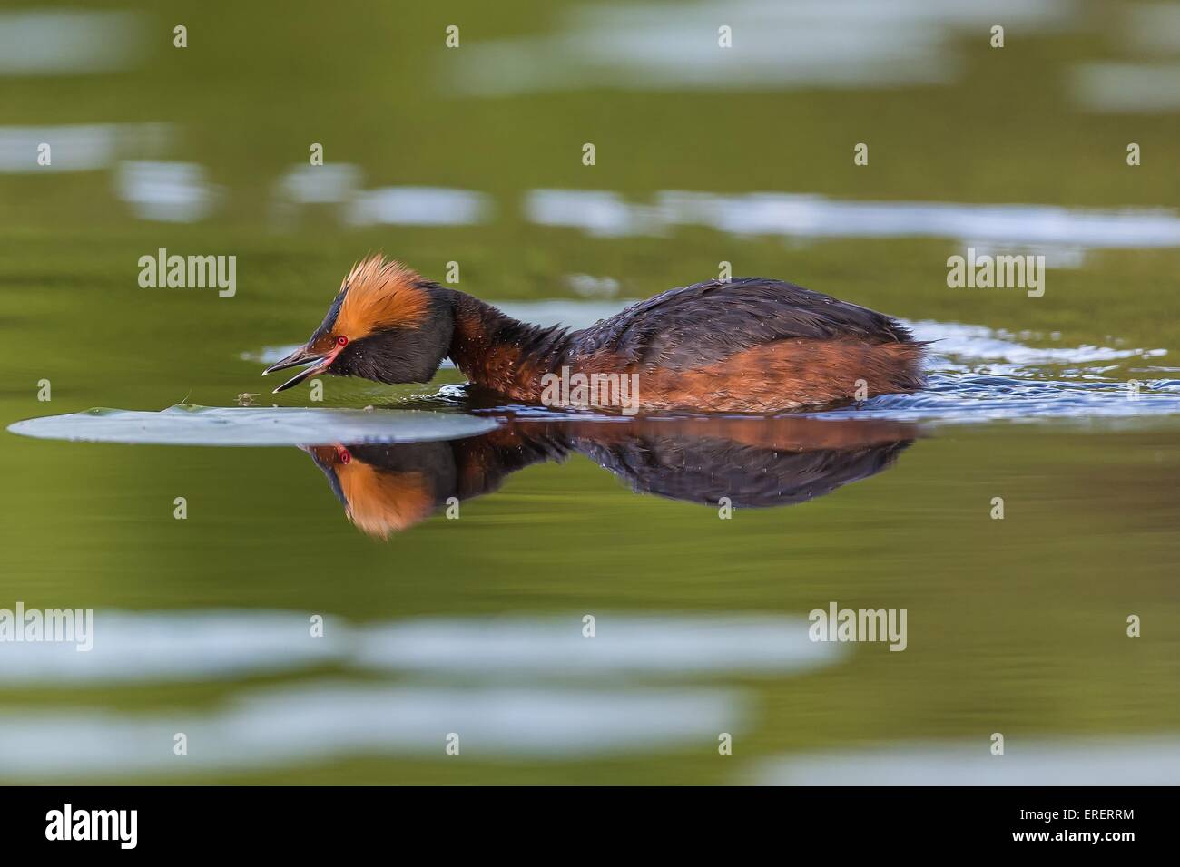 Horned bill hi-res stock photography and images - Alamy