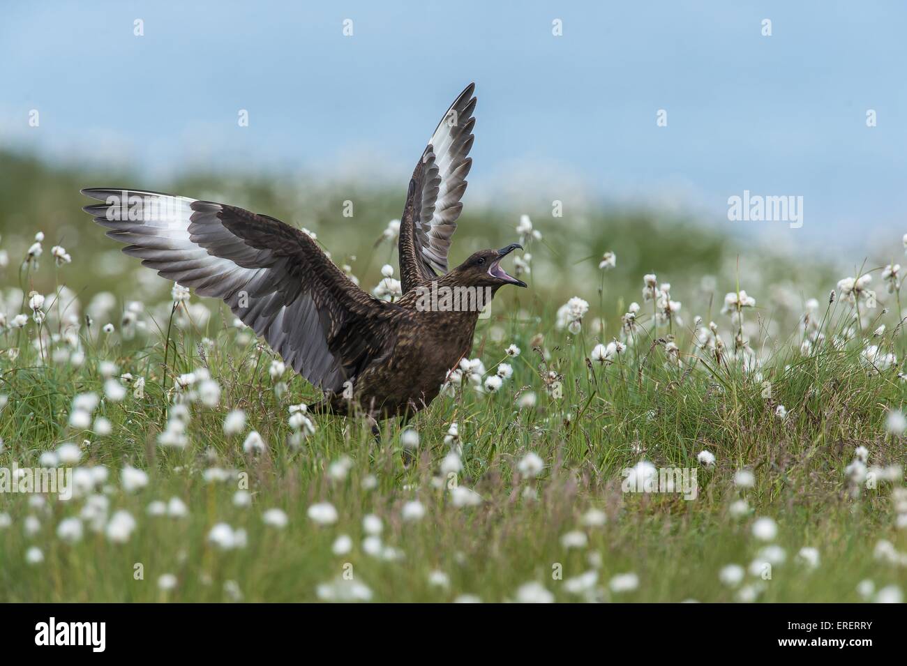 Skua behavior hi-res stock photography and images - Alamy