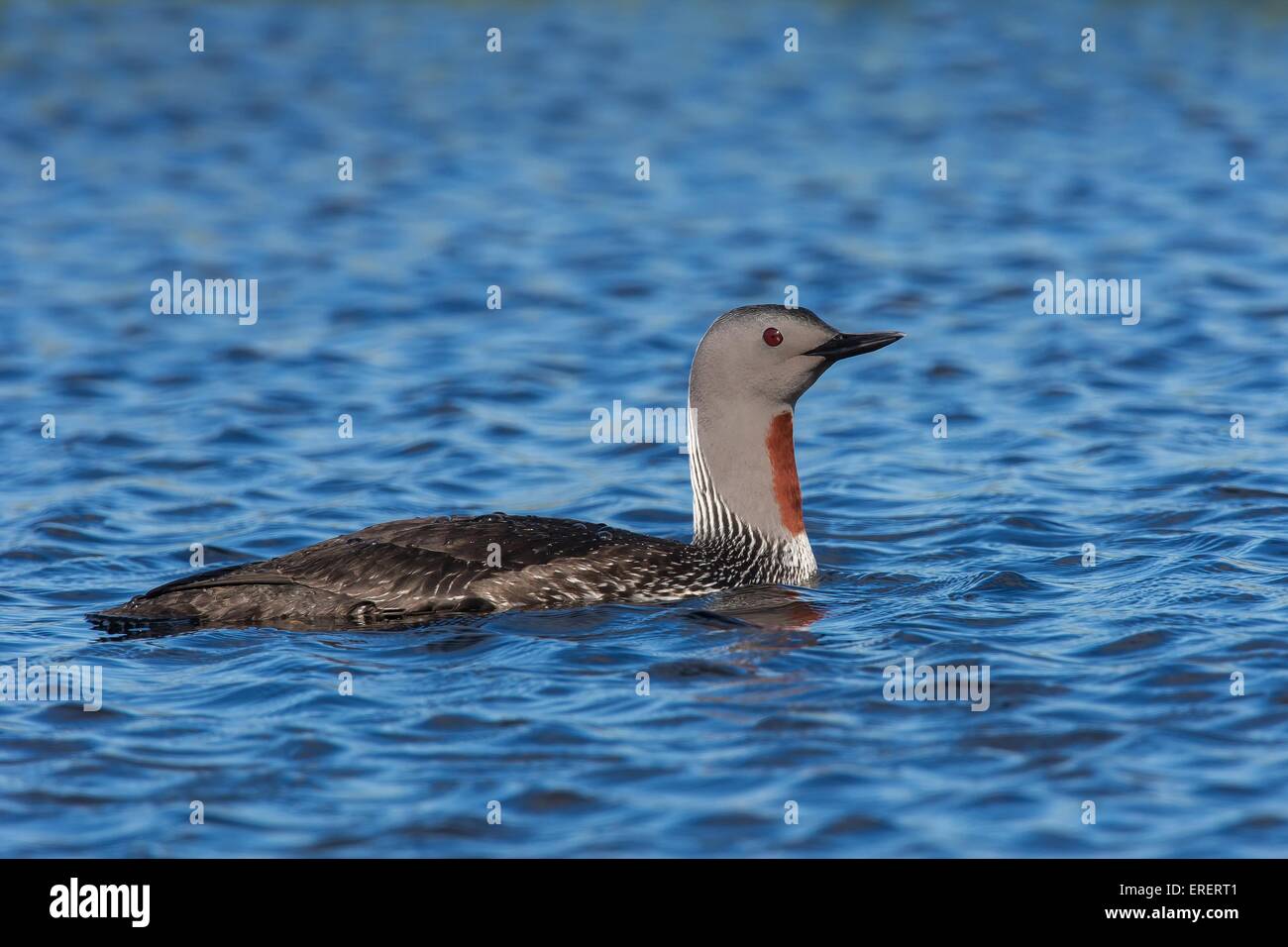 Diver horizontal side view hi-res stock photography and images - Alamy