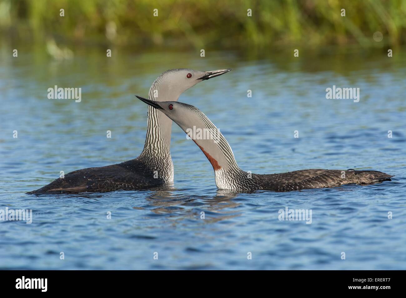 Diver horizontal side view hi-res stock photography and images - Alamy