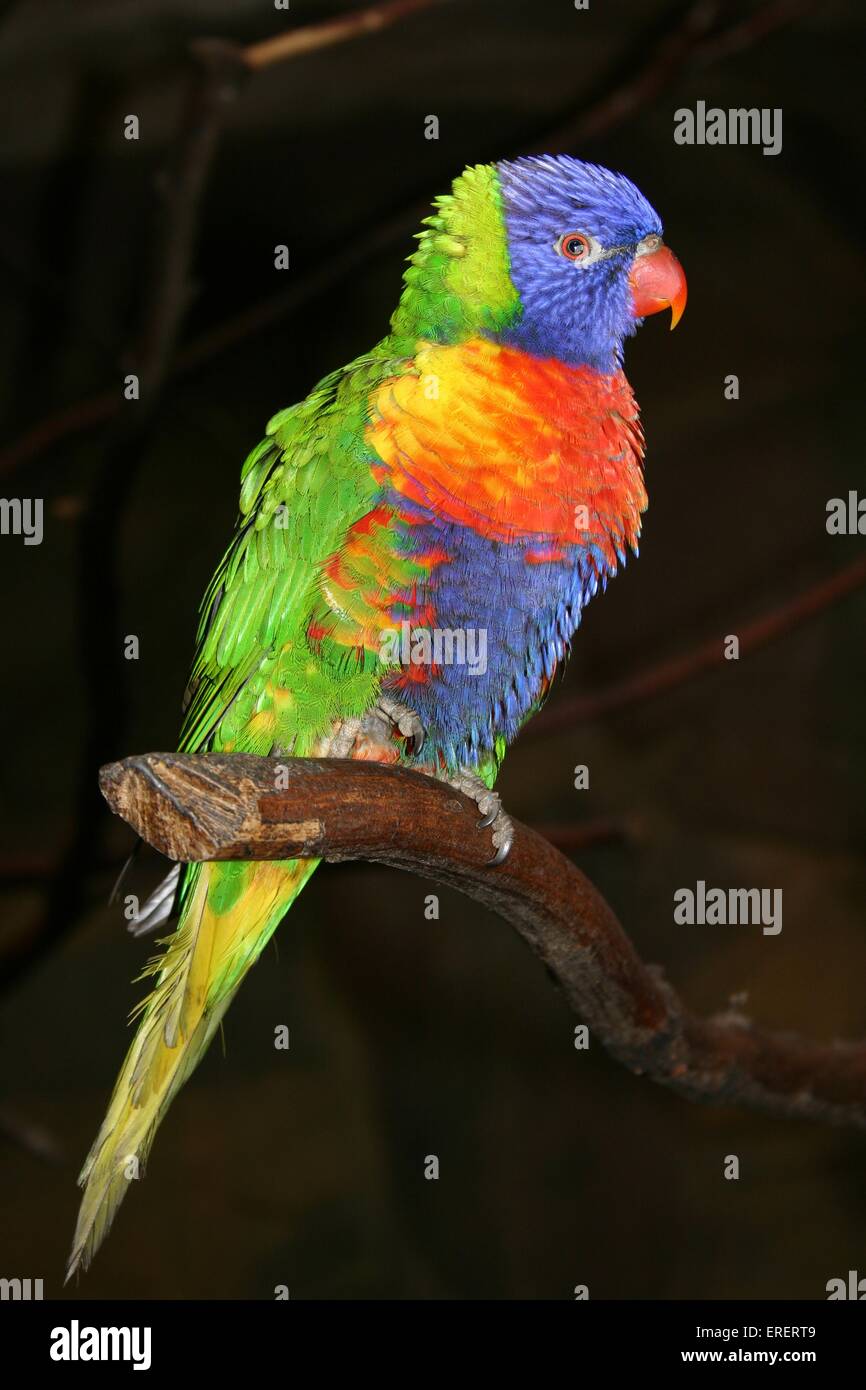parrot Stock Photo - Alamy